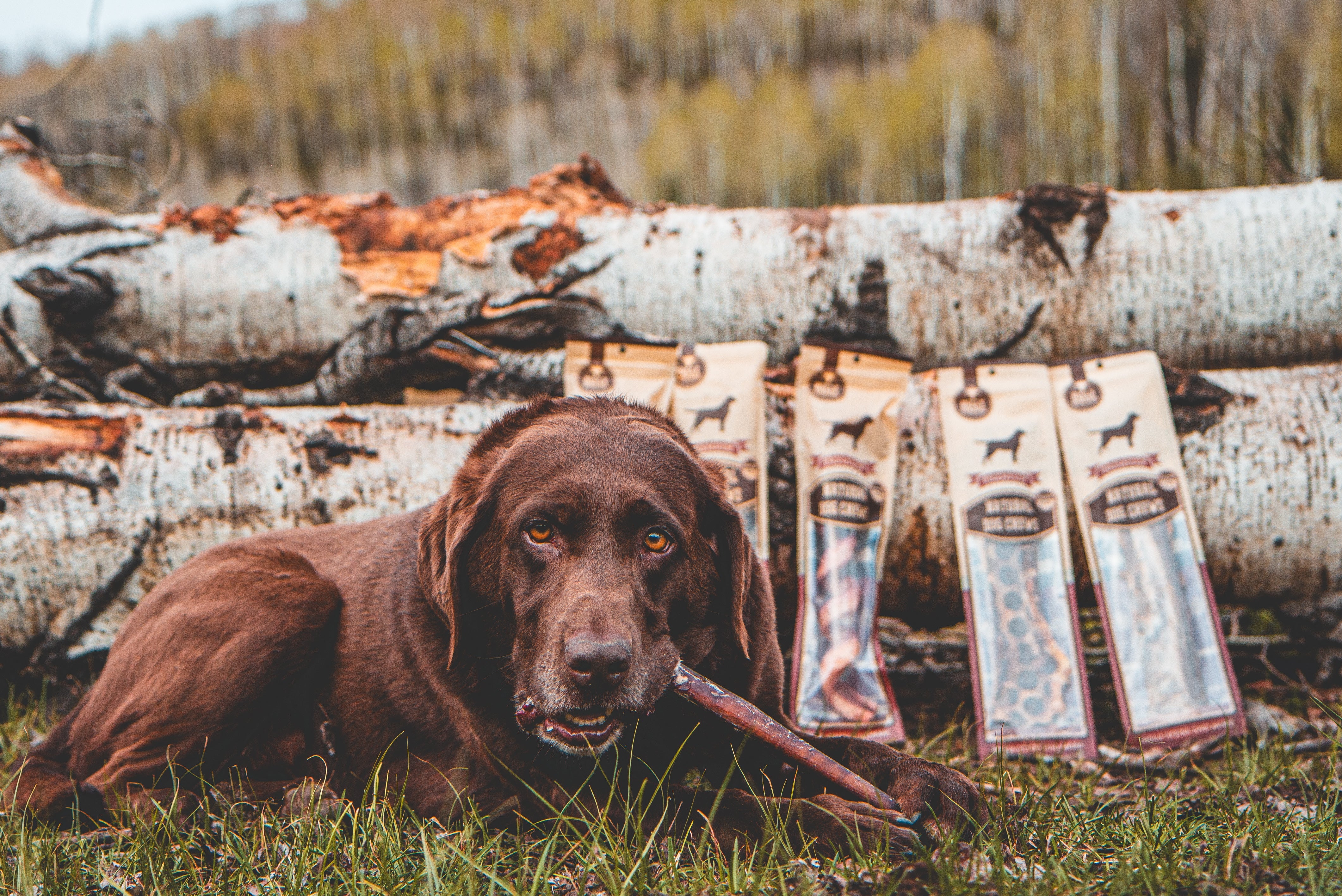 What Are Bully Sticks Made Of? Guide to Facts and Benefits | Bully Bunches